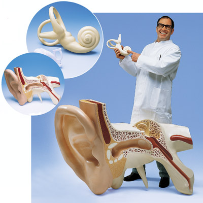 World's Largest Ear Model (3-Part) - LabWorld.co.uk